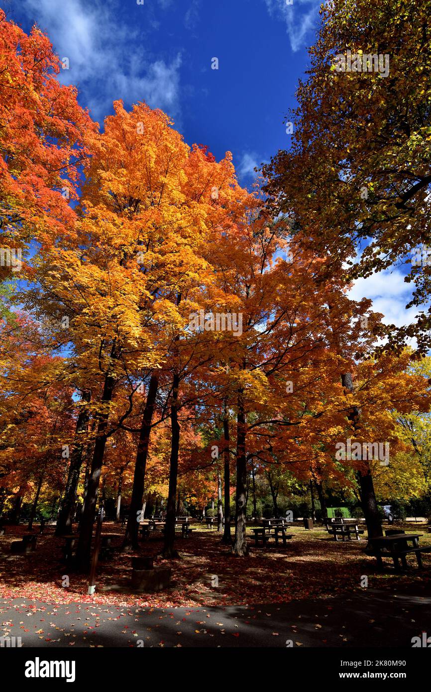 Autumn, Vincent Massey Park, Ottawa Stock Photo - Alamy