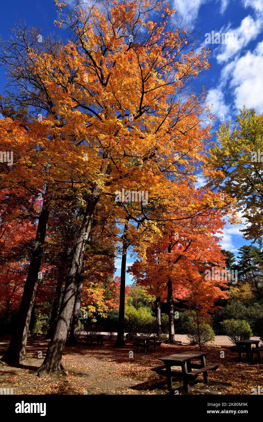 Autumn, Vincent Massey Park, Ottawa Stock Photo - Alamy