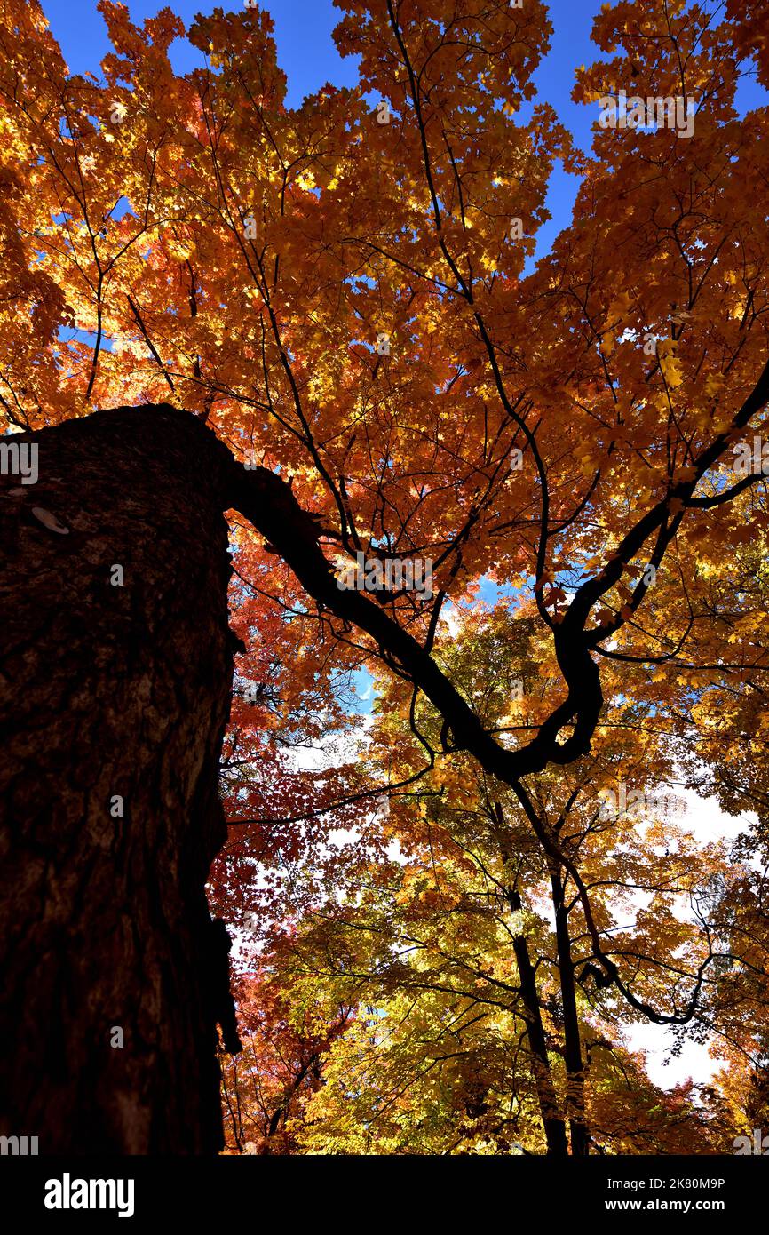 Autumn, Vincent Massey Park, Ottawa Stock Photo - Alamy