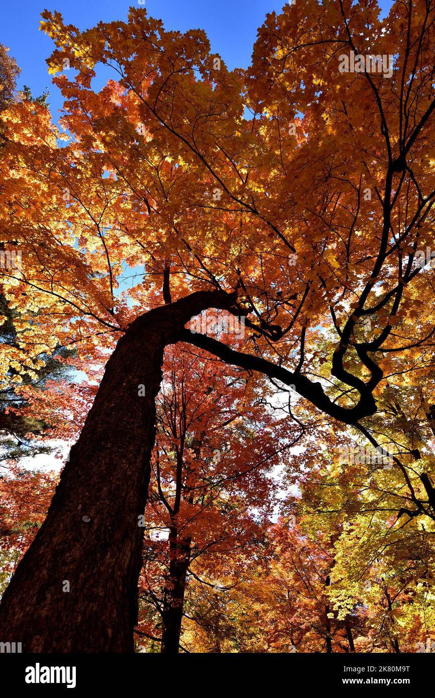 Autumn, Vincent Massey Park, Ottawa Stock Photo - Alamy
