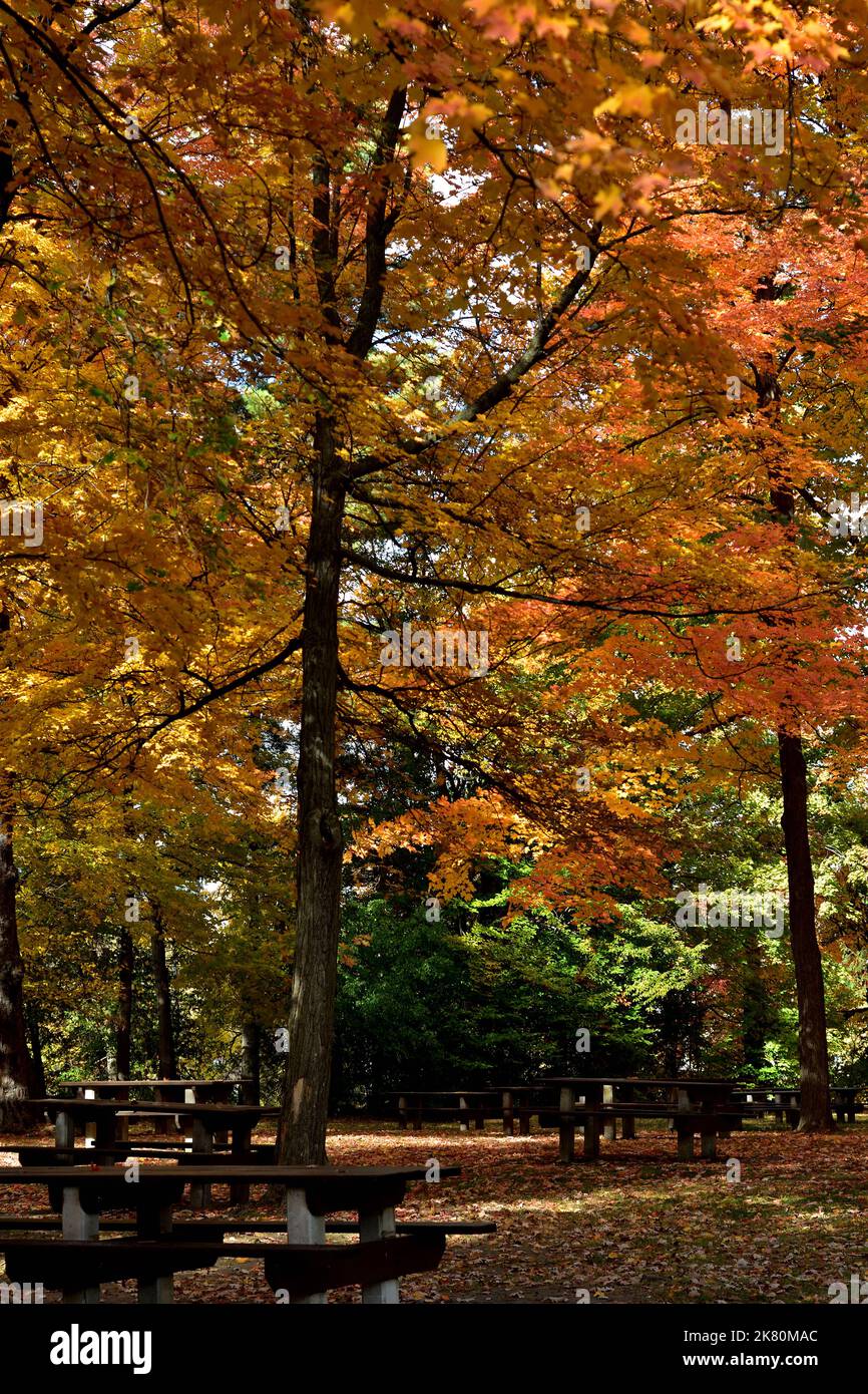 Autumn, Vincent Massey Park, Ottawa Stock Photo - Alamy
