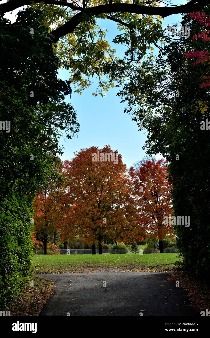 Autumn, Vincent Massey Park, Ottawa Stock Photo - Alamy