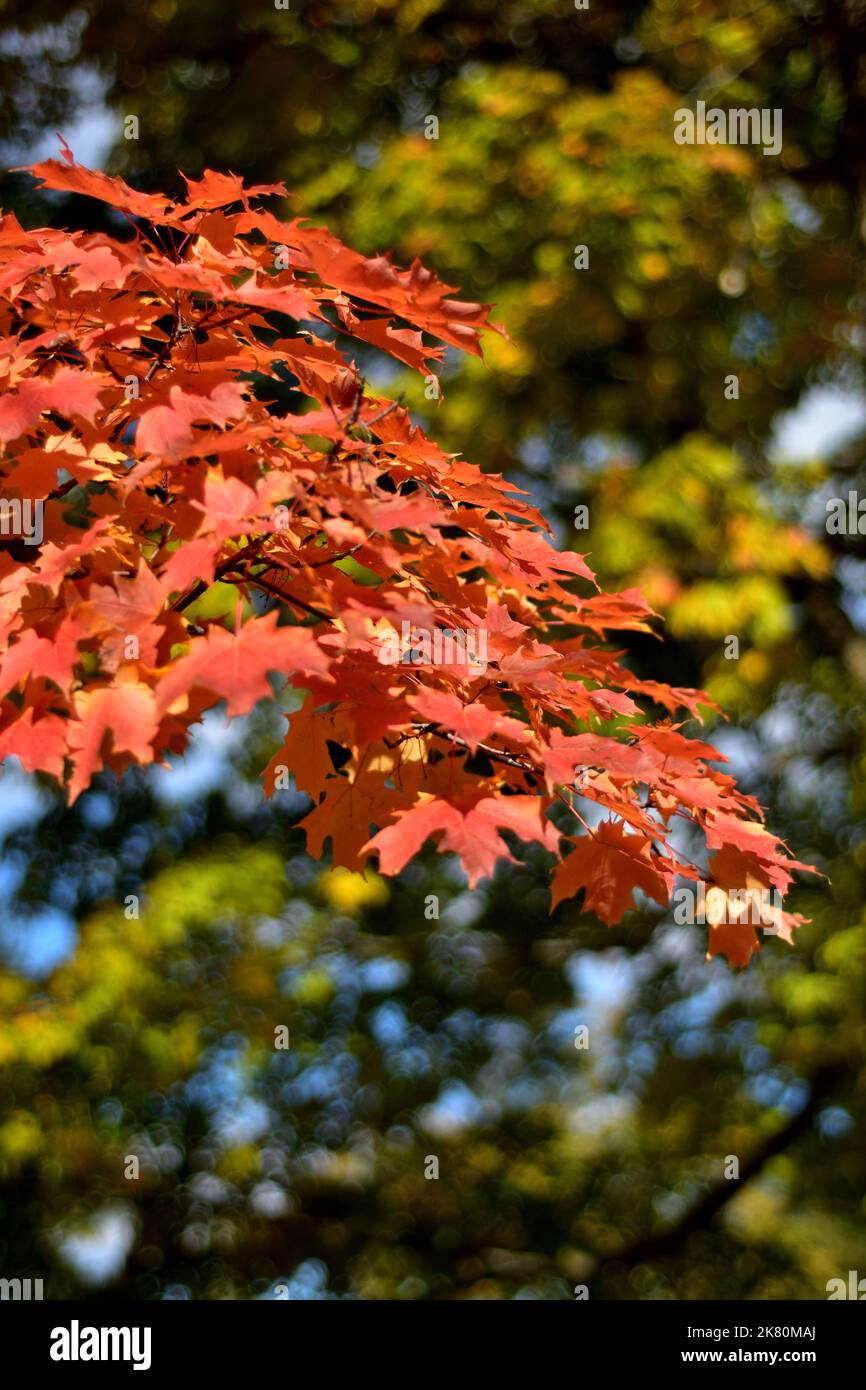 Autumn, Vincent Massey Park, Ottawa Stock Photo - Alamy