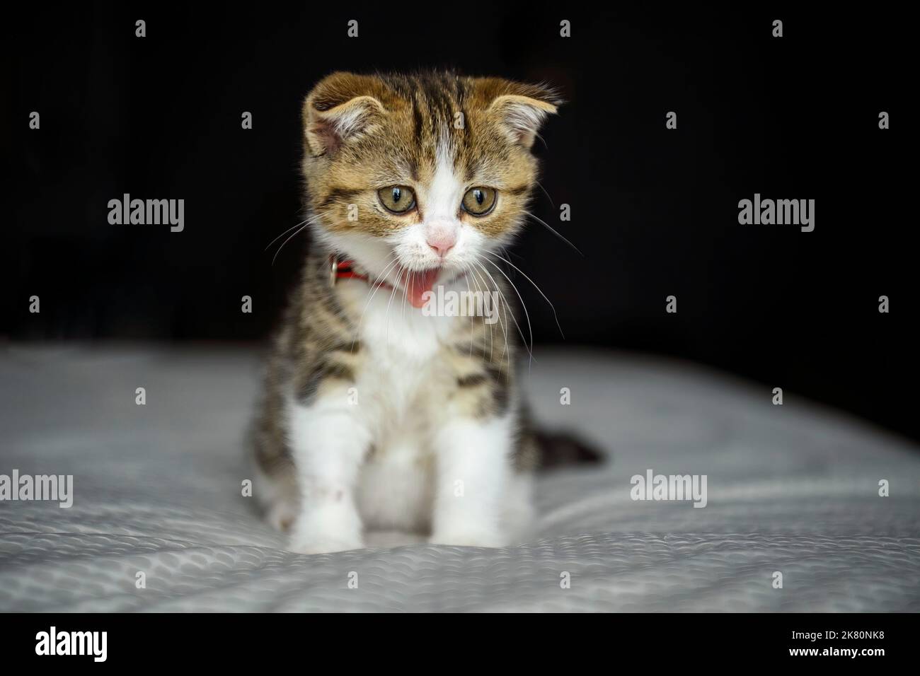 Striped kitten sitting and yawning on the bed with white cloth Black ...
