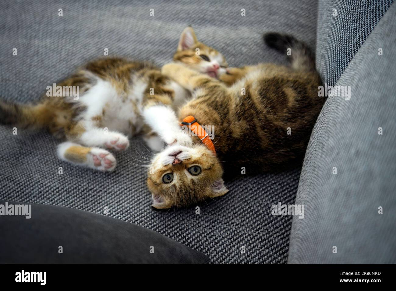 Young cute cats playing fighting hi-res stock photography and images ...