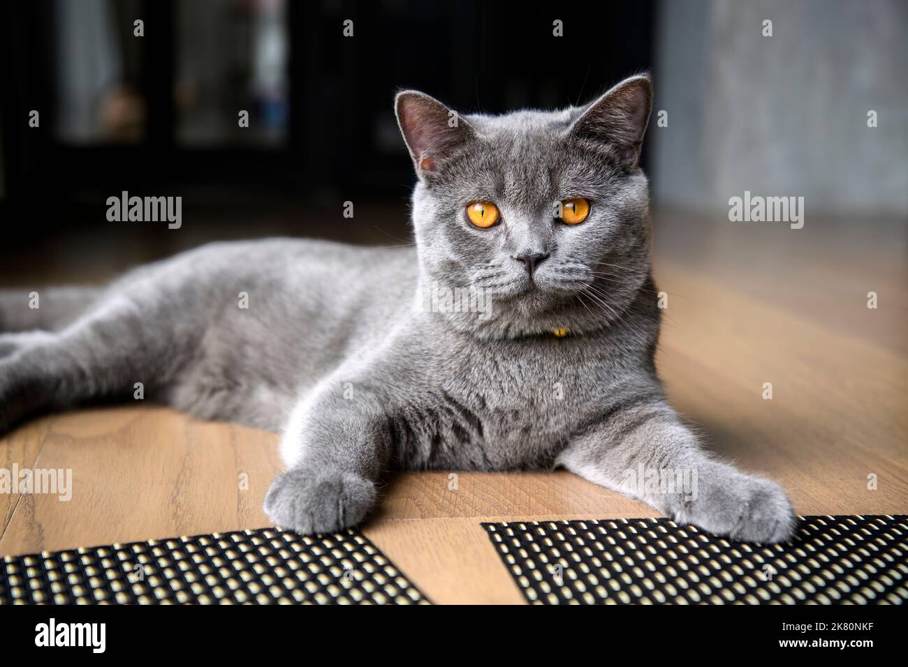 Young black cat sitting on a wooden floor in the house, blue British ...