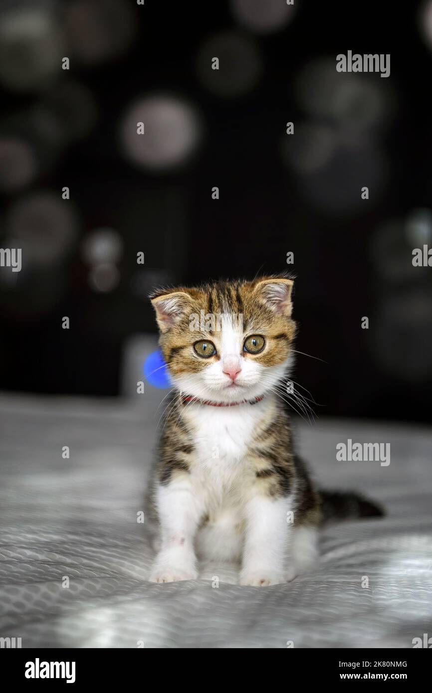 Striped kitten sitting on a bed covered with white cloth. Black ...