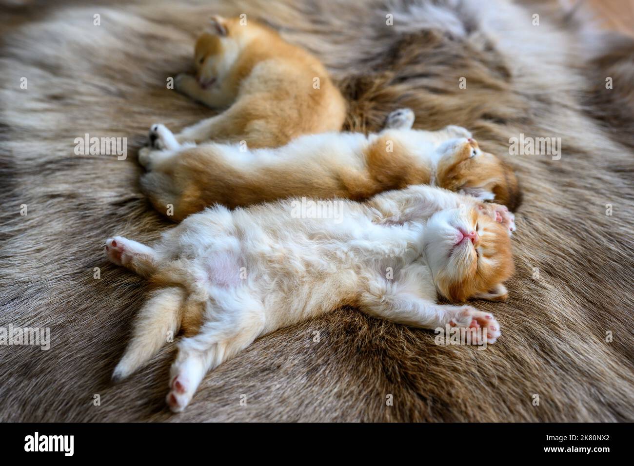 Several kittens were lying on their stomachs on a brown wool carpet, in ...