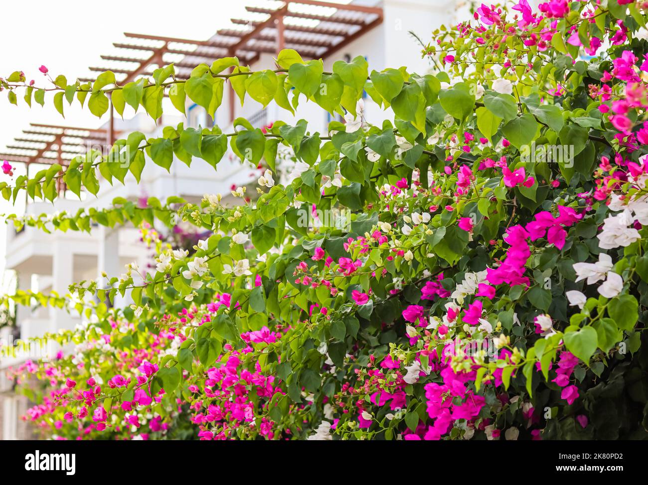 Mediterranean plants in the garden. Beautiful pink and white ...