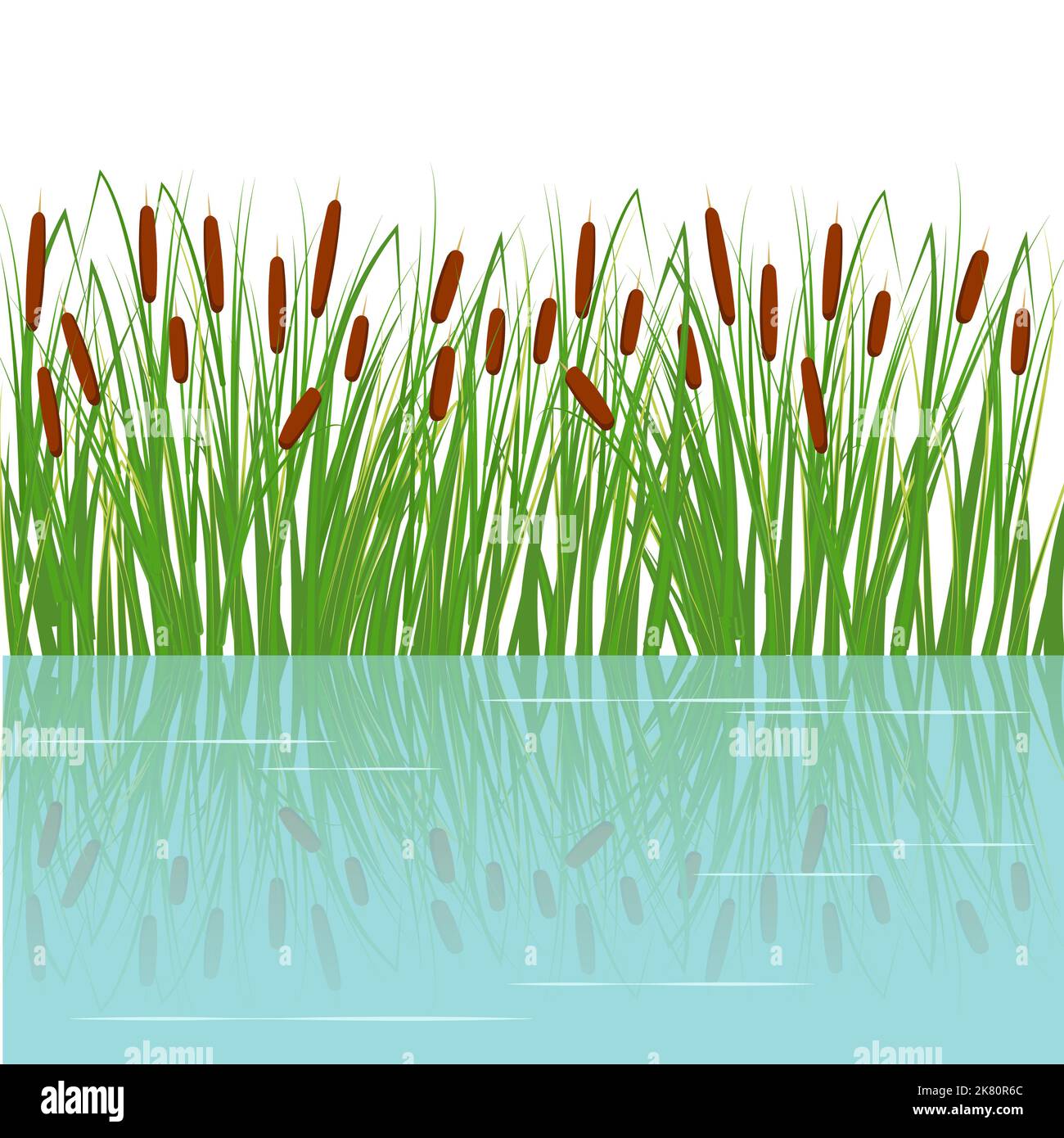 Reeds in the green grass. Swamp and river plants with reflection in ...
