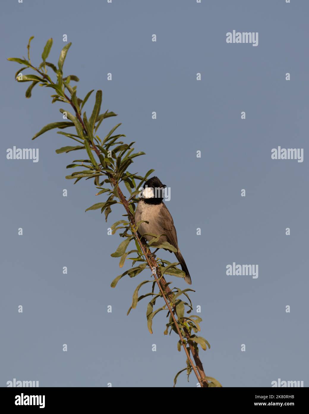 Single White-eared bulbul (Pycnonotus leucotis), perched on a tree ...