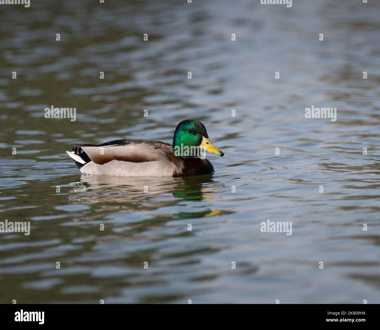 A male Mallard duck (Anas platyrhynchos), swimming about in the waters ...