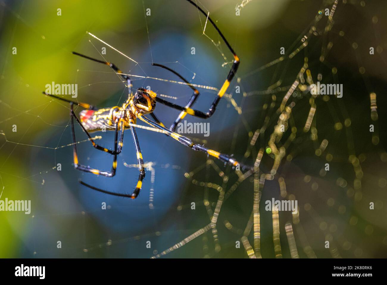 Joro spider closeup hi-res stock photography and images - Alamy