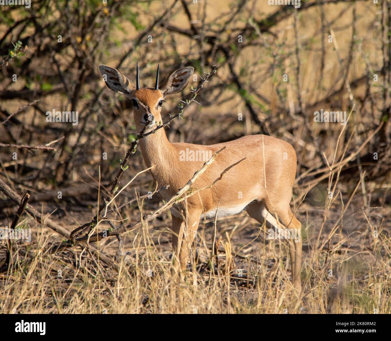 Antelope feet hi-res stock photography and images - Alamy