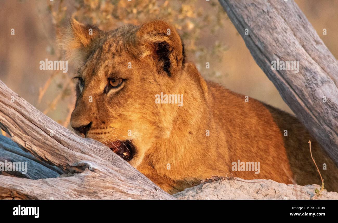 Young lion chews on a dead branch Stock Photo - Alamy