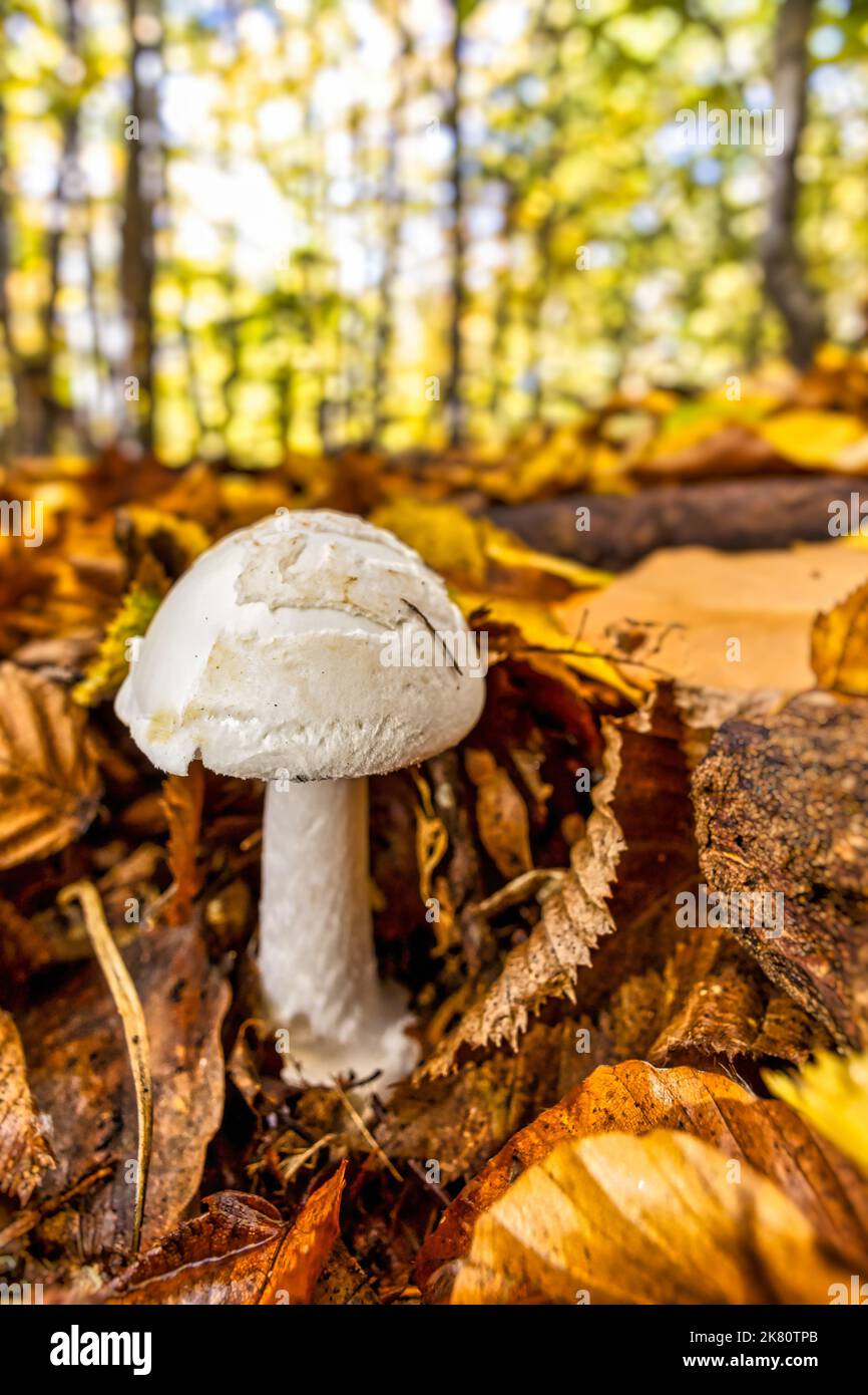 giftige Pilze gelber Knollenblätterpilz Stock Photo - Alamy