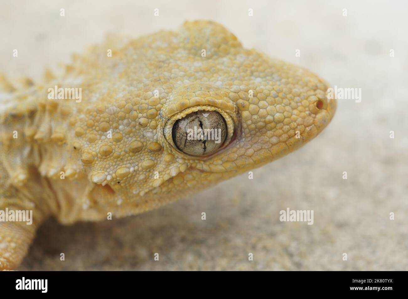 Detailed closeup on a light colored adult European Common wall gecko ...