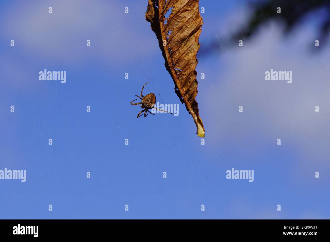 European garden spider, diadem spider, orangie, cross spider, crowned ...