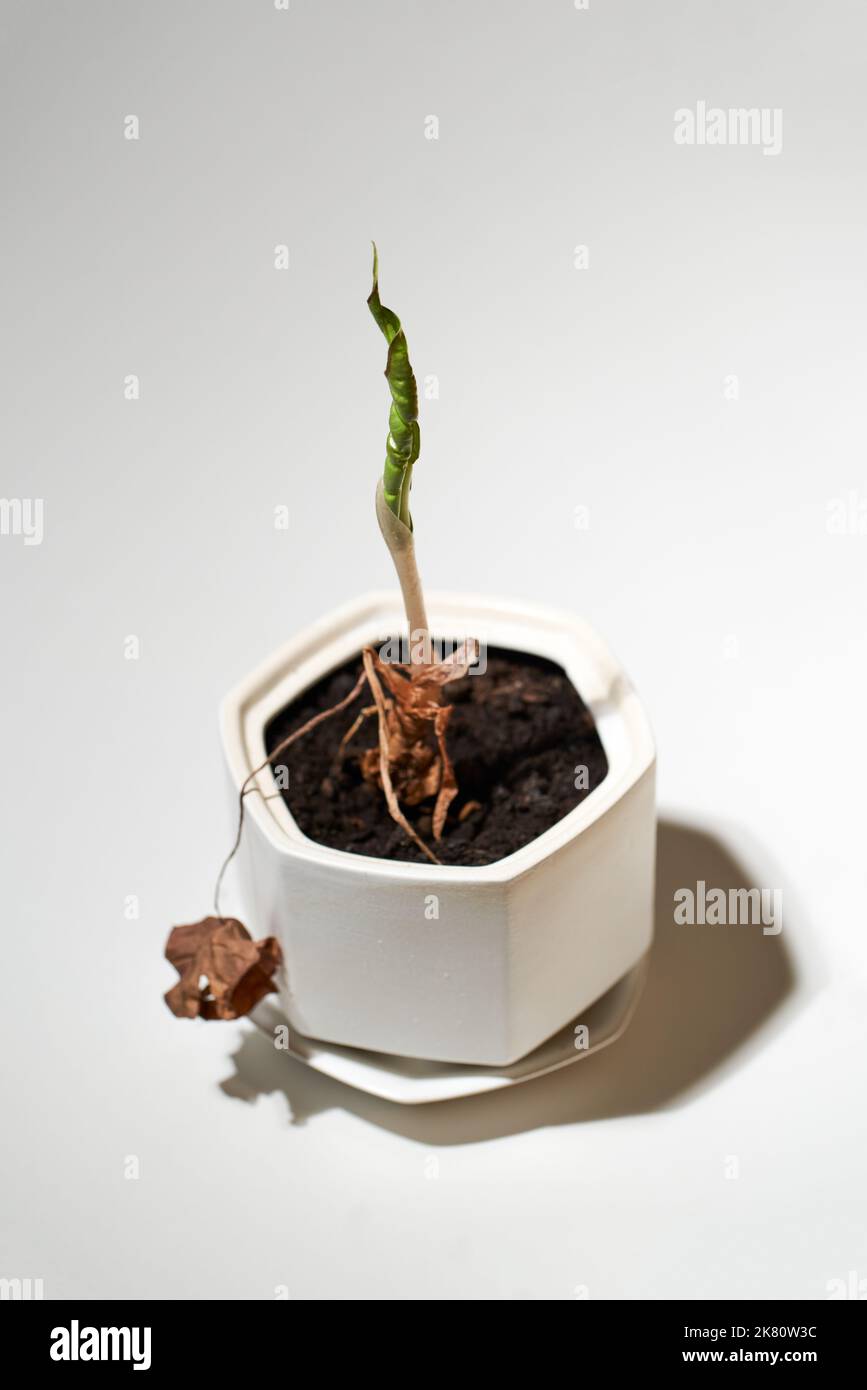 Withered plant in pot gave birth to a new sprout. Concept of home ...