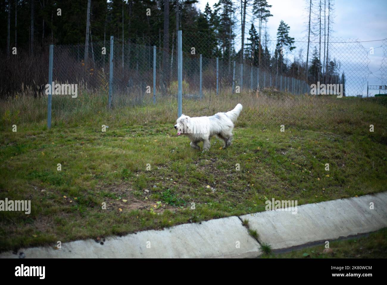 Dog runs through territory. Dog next to fence. Dog with white coat ...