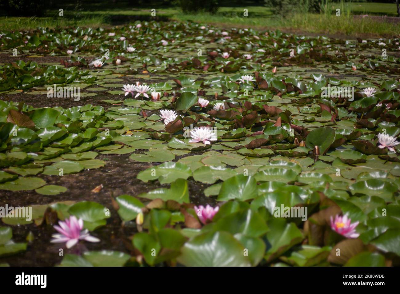 Lily in swamp. Lotus on pond. Beautiful nature. Aquatic plants Stock ...