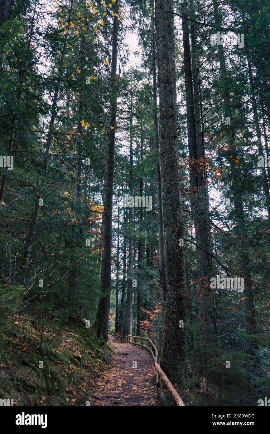 A road in a forest with big fir-trees. Beautiful forest view Stock ...
