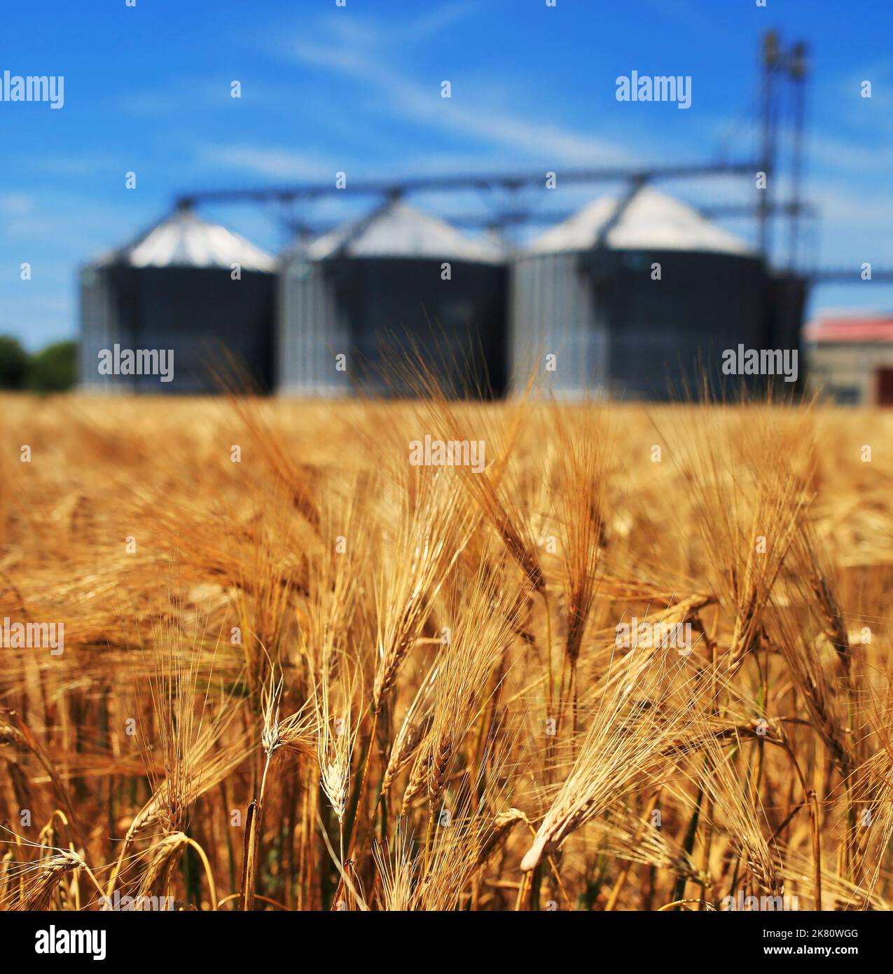 Farm, wheat field with grain silos for agriculture Stock Photo - Alamy