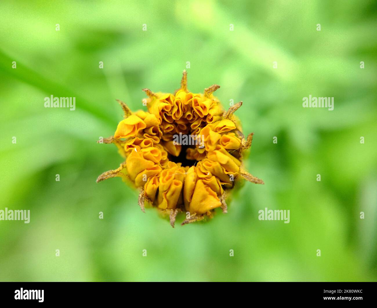 An unopened orange bud on a blurry grassy background Stock Photo - Alamy