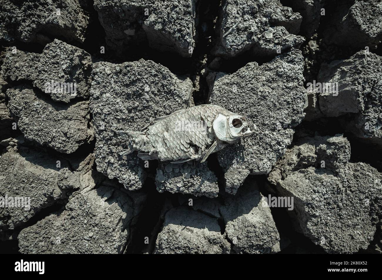 Badland dried cracked soil with dead fish Stock Photo - Alamy