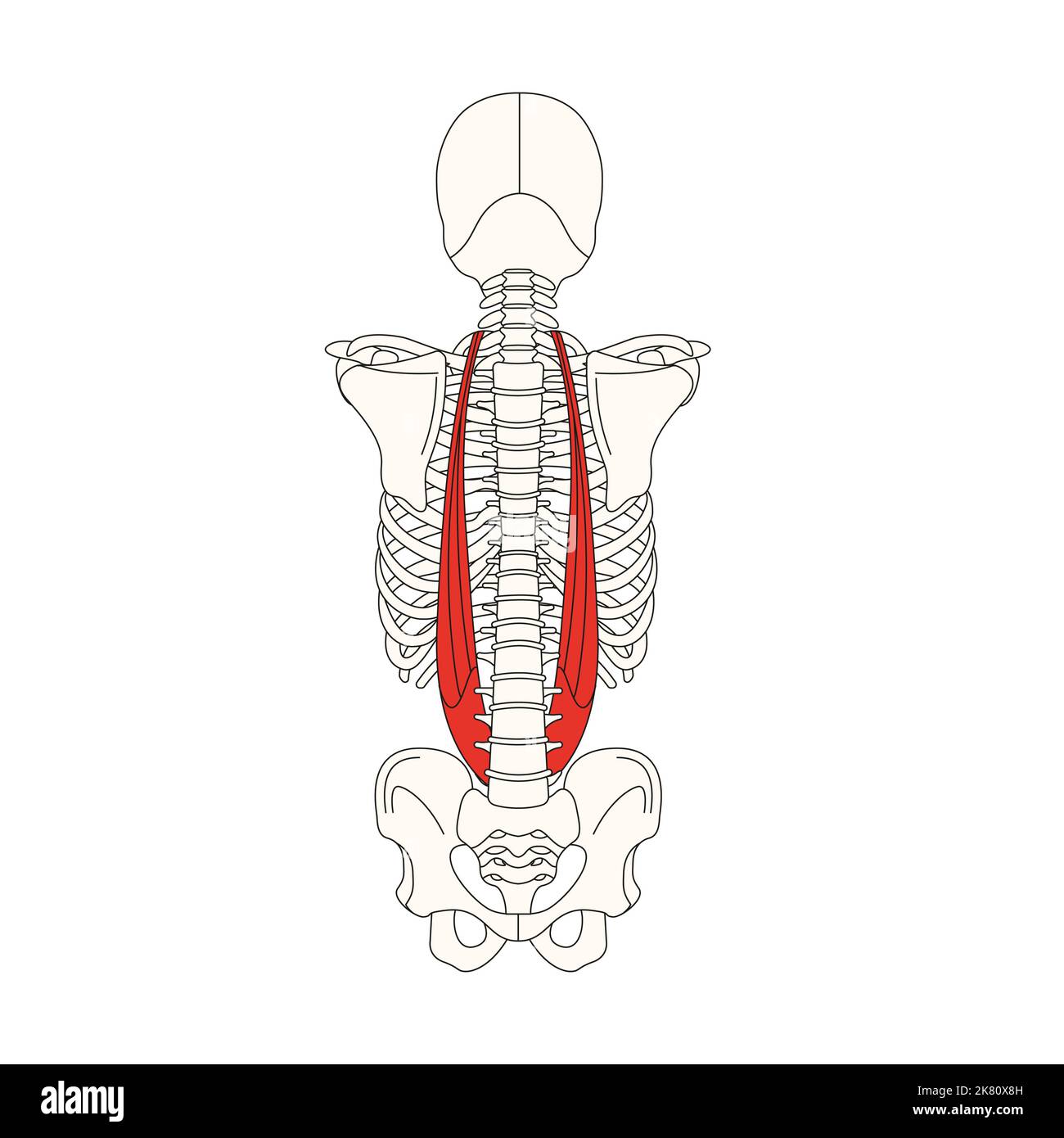 human anatomy drawing iliocostal muscles Stock Photo - Alamy