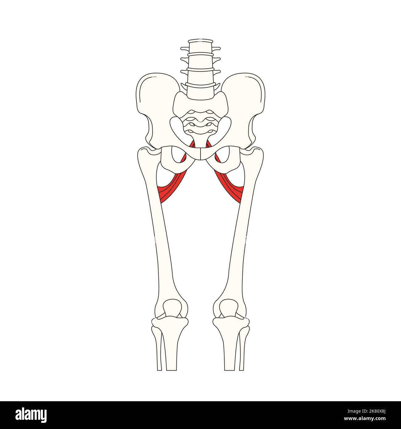 Adductor muscle hi-res stock photography and images - Alamy