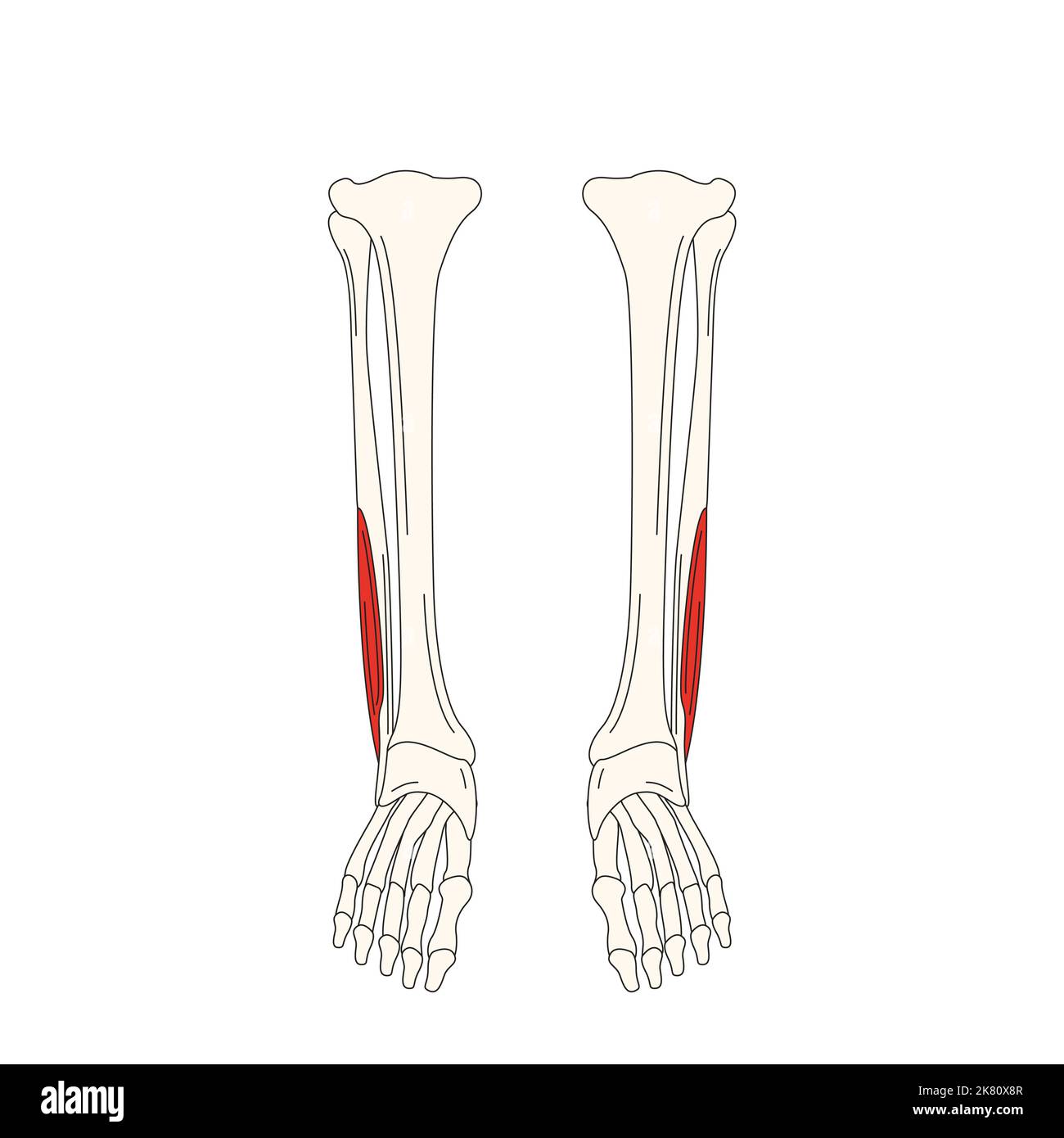 human anatomy drawing peroneus brevis Stock Photo - Alamy