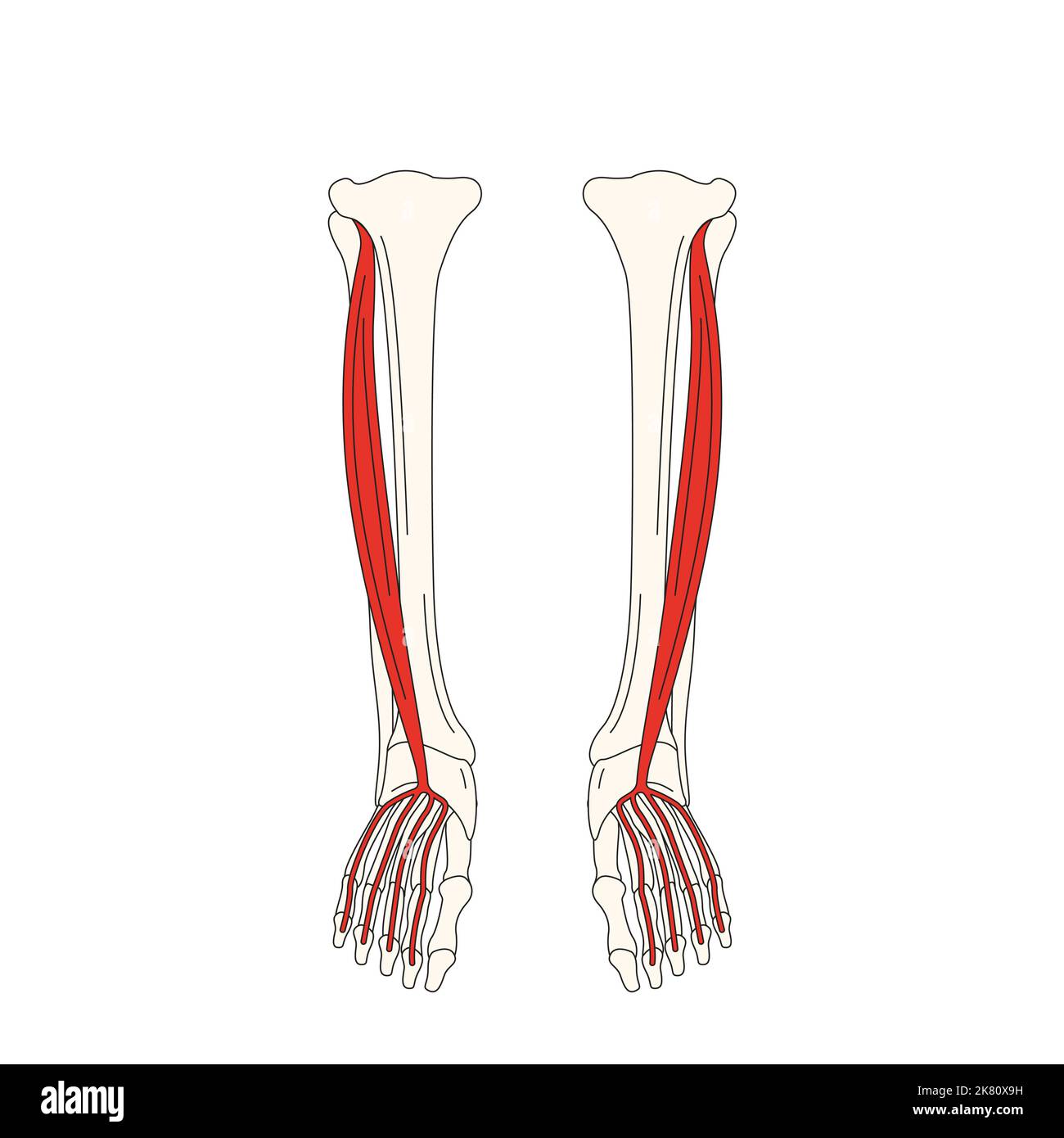 human anatomy drawing flexor digitorum longus Stock Photo - Alamy