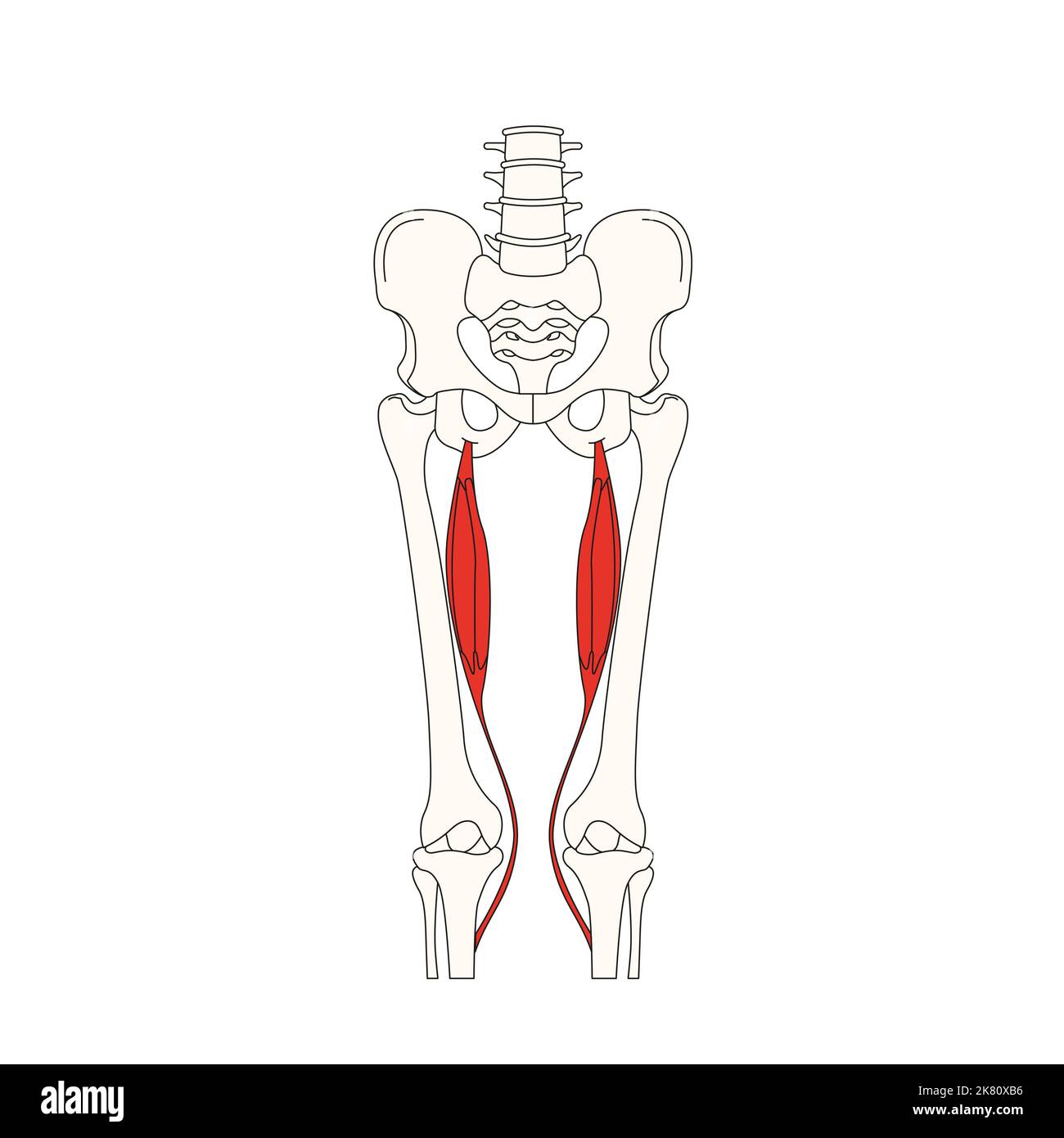 human anatomy drawing semitendinous muscle Stock Photo - Alamy