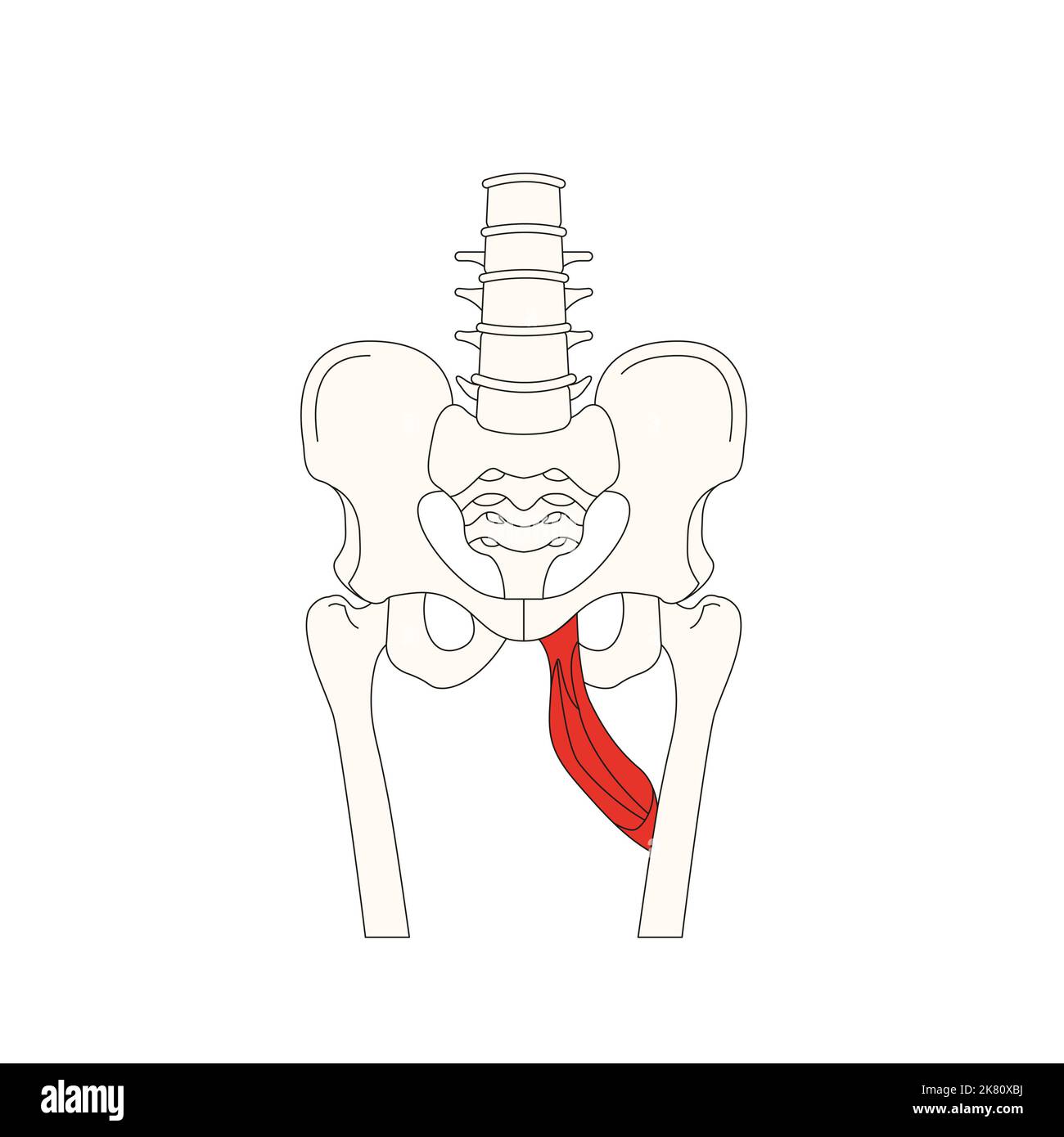 human anatomy drawing long adductor muscle Stock Photo - Alamy
