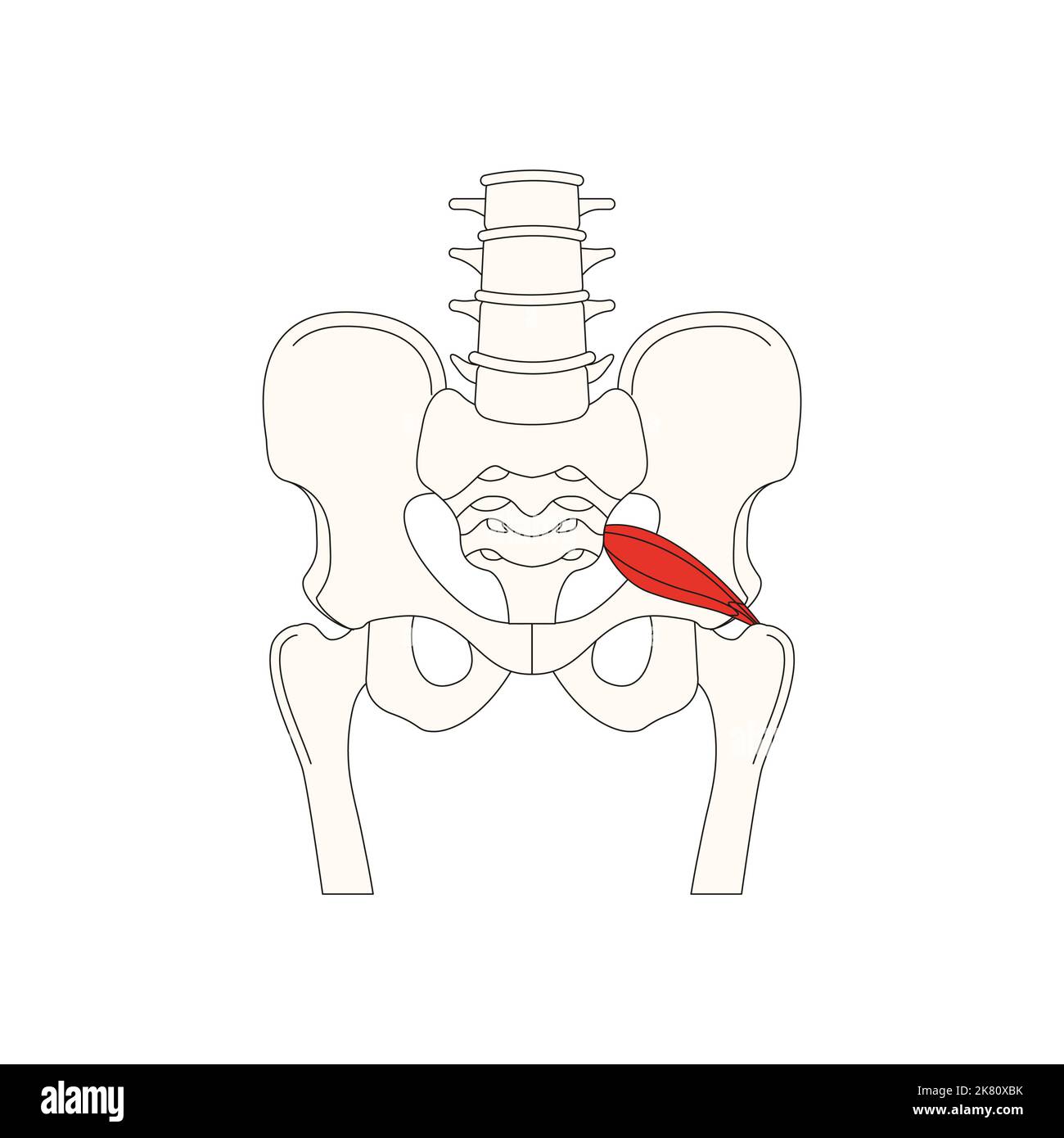 Piriformis muscle hi-res stock photography and images - Alamy