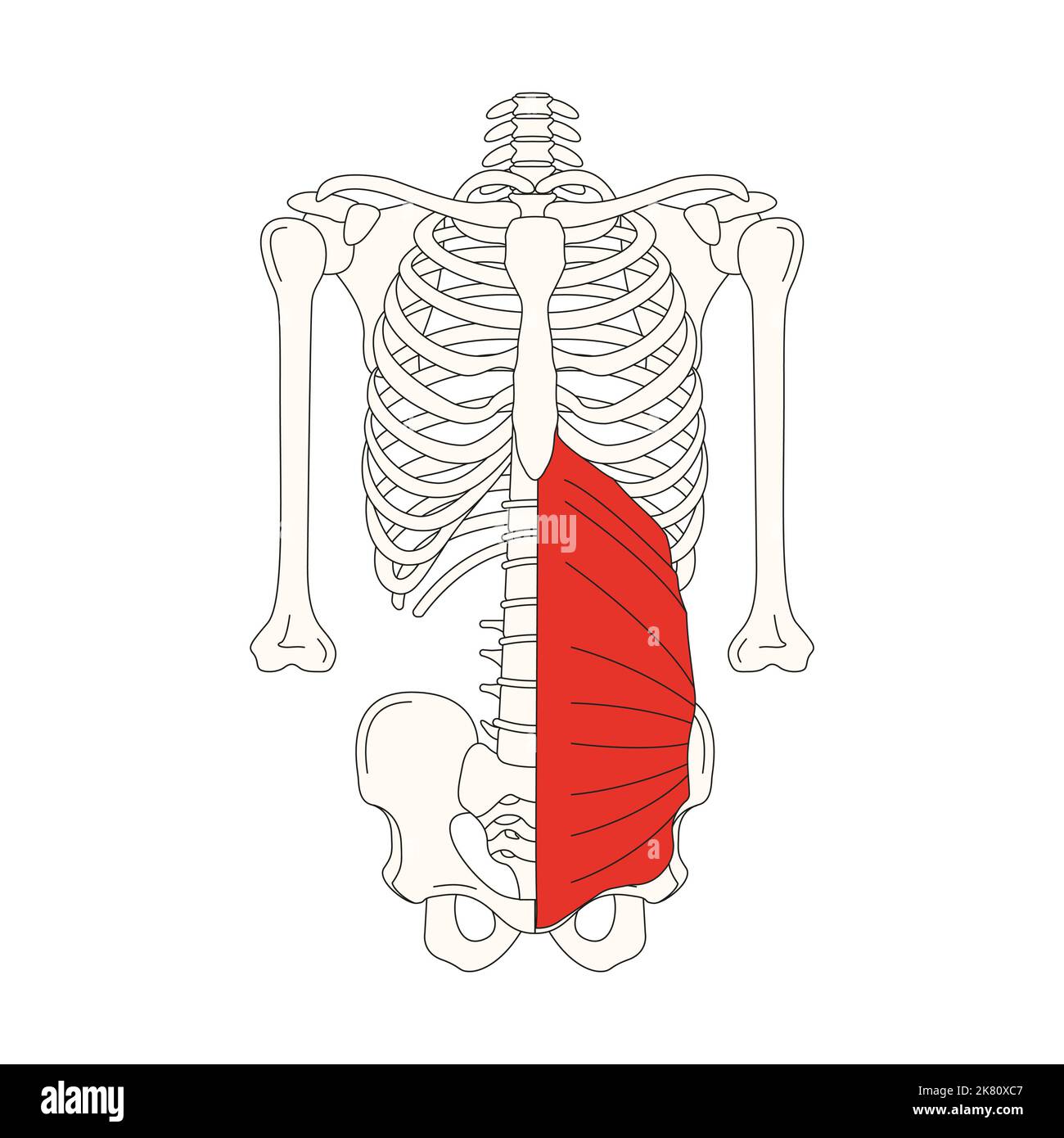 Oblique muscle hi-res stock photography and images - Alamy
