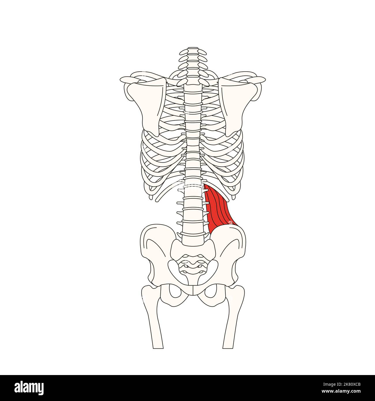 Quadratus Lumborum Muscle Mri