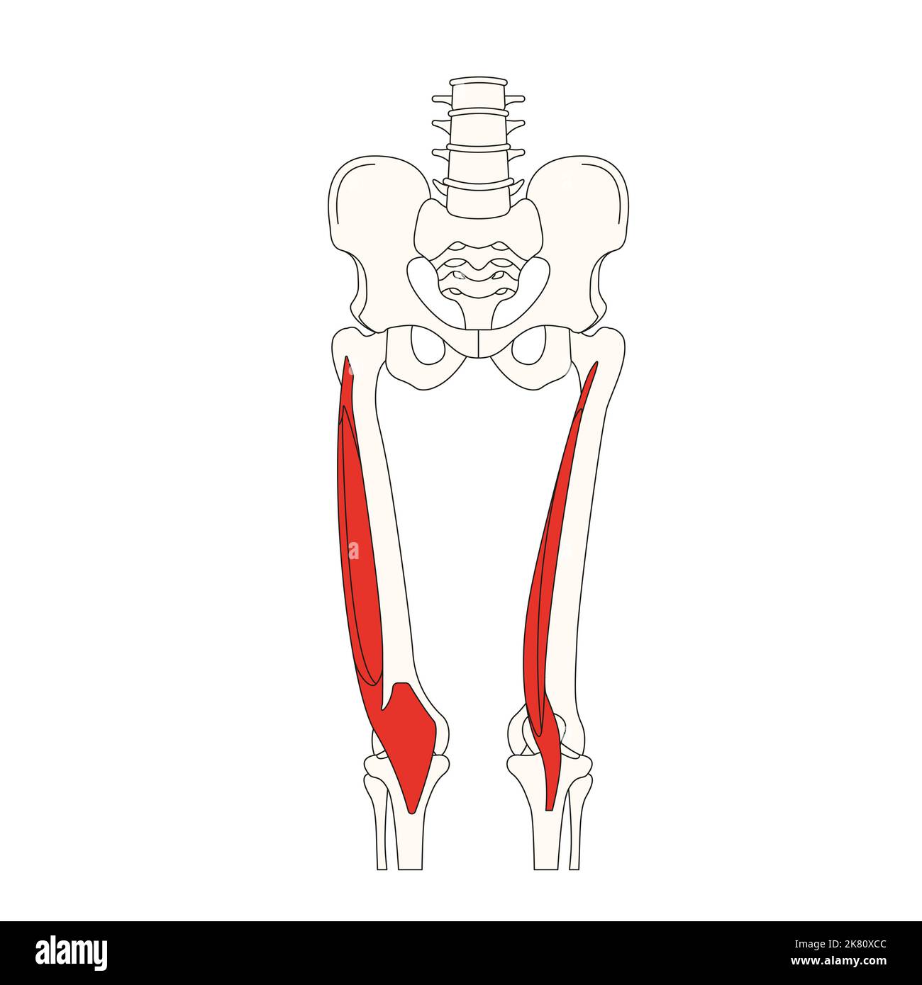 Vastus lateralis hi-res stock photography and images - Alamy