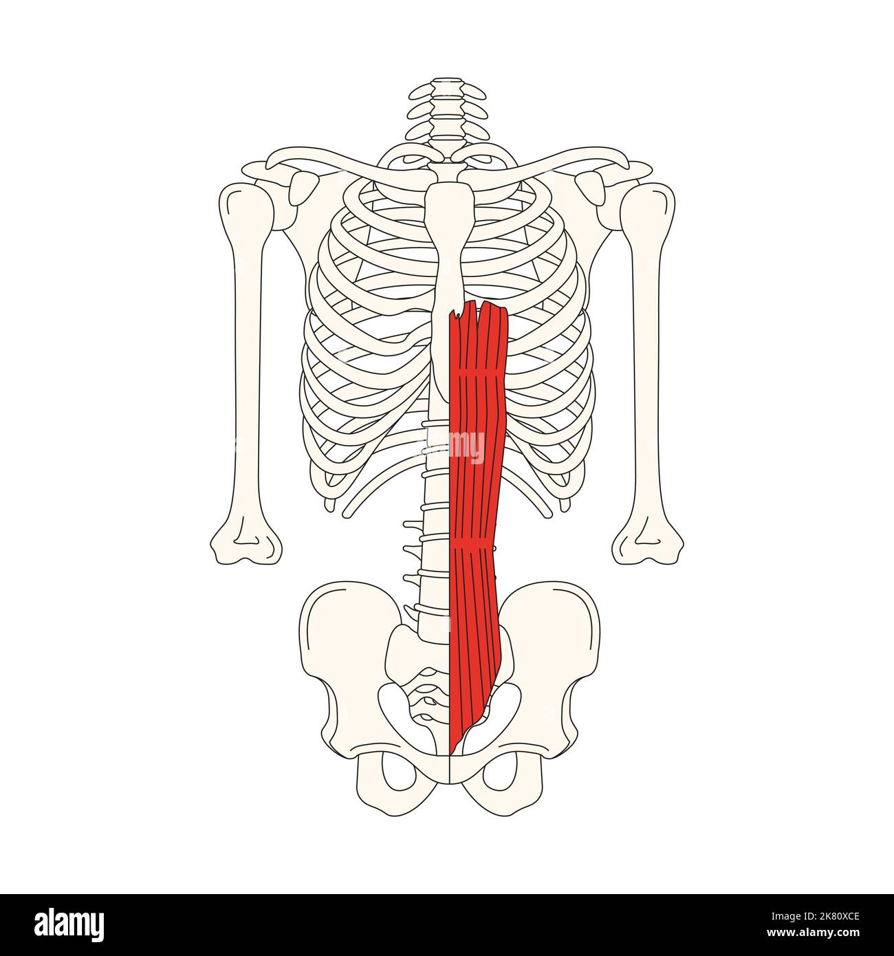 Rectus Abdominis Muscle Origin And Insertion