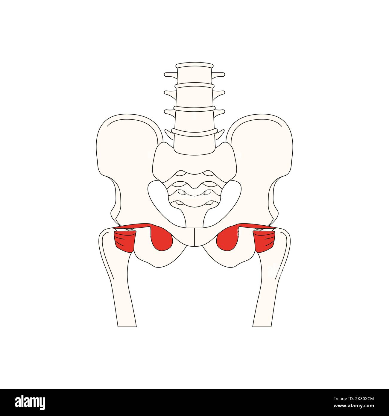 External body part hi-res stock photography and images - Alamy