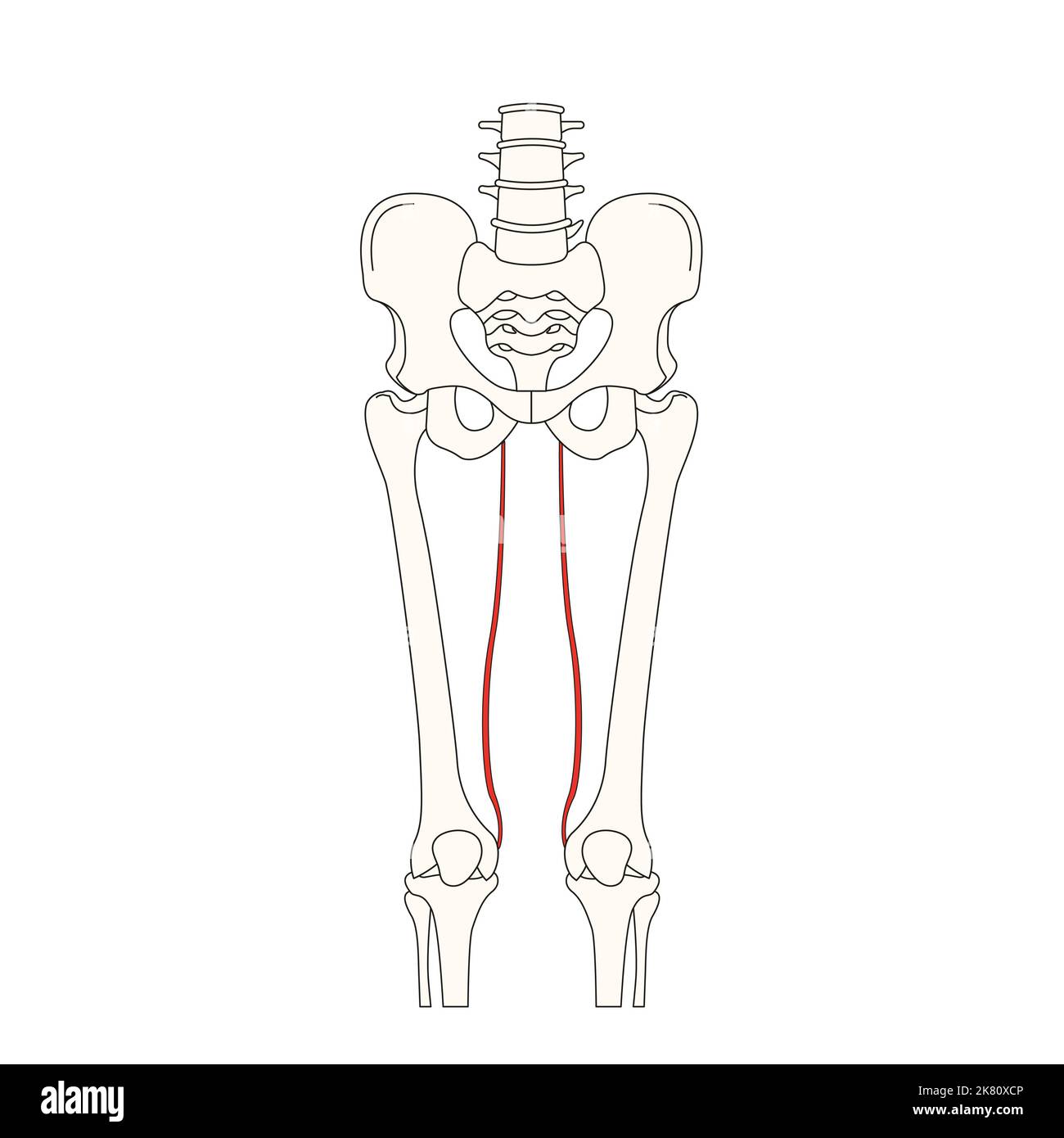 human anatomy drawing gracilis muscle Stock Photo - Alamy