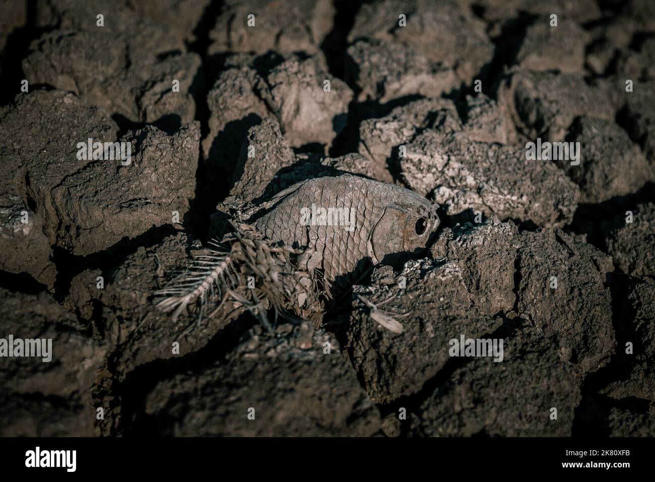 Badland dried cracked soil with dead fish Stock Photo - Alamy