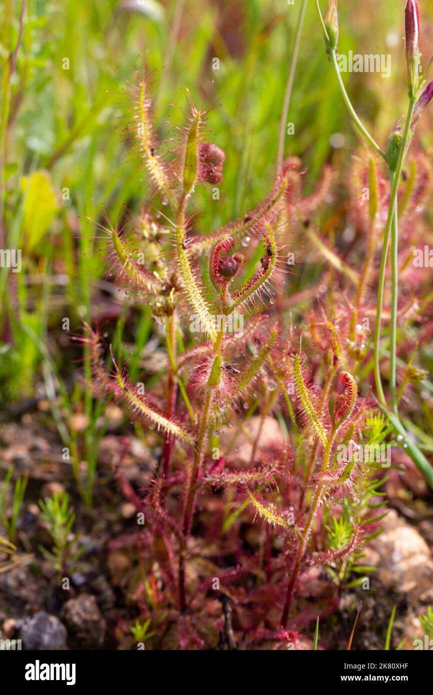 Carnivorous plant: Portrait of Drosera cistiflora in natural habitat in Cape Town, Westen Cape ...