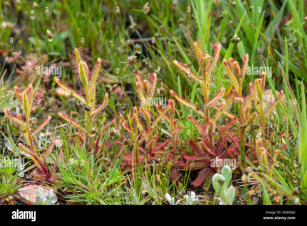 Group of Drosera cistiflora in natural habitat in Cape Town, South Africa Stock Photo - Alamy