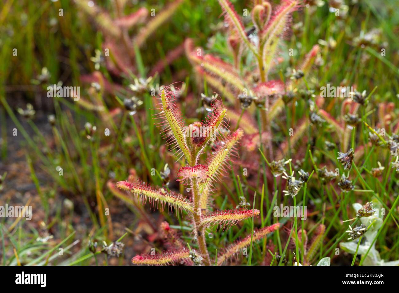 Close-up of the Sundew Drosera cistiflora, taken in natural habitat in Cape Town, South Africa ...