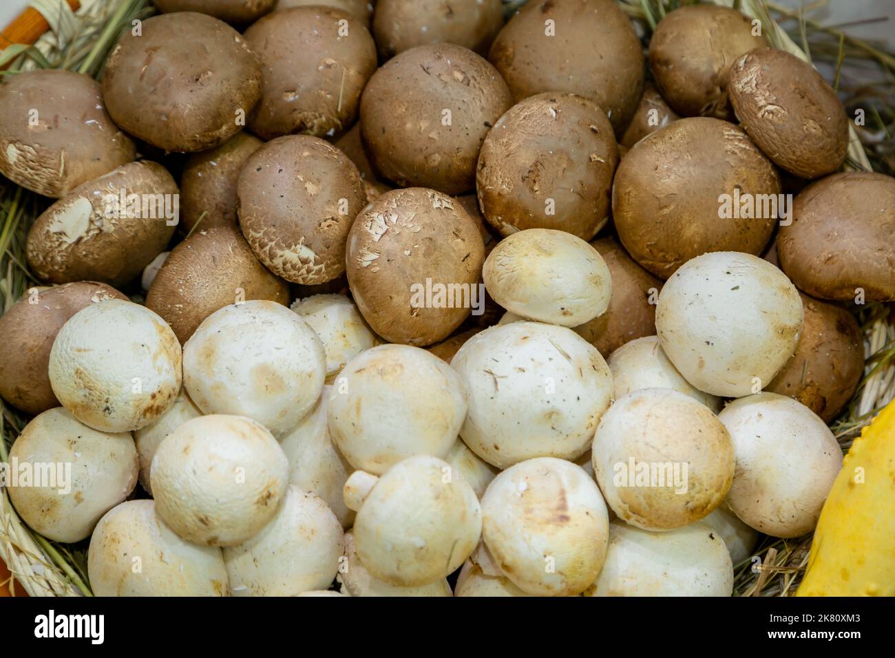 Mushroom farm industrial cultivation white hi-res stock photography and ...