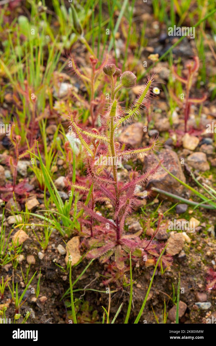 Single Plant of Drosera cistiflora, a carnivorous plant, in natural ...