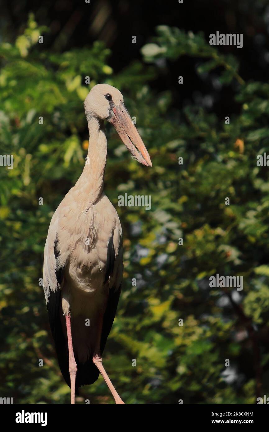 asian openbill stork perching on a branch, on top of the tree ...