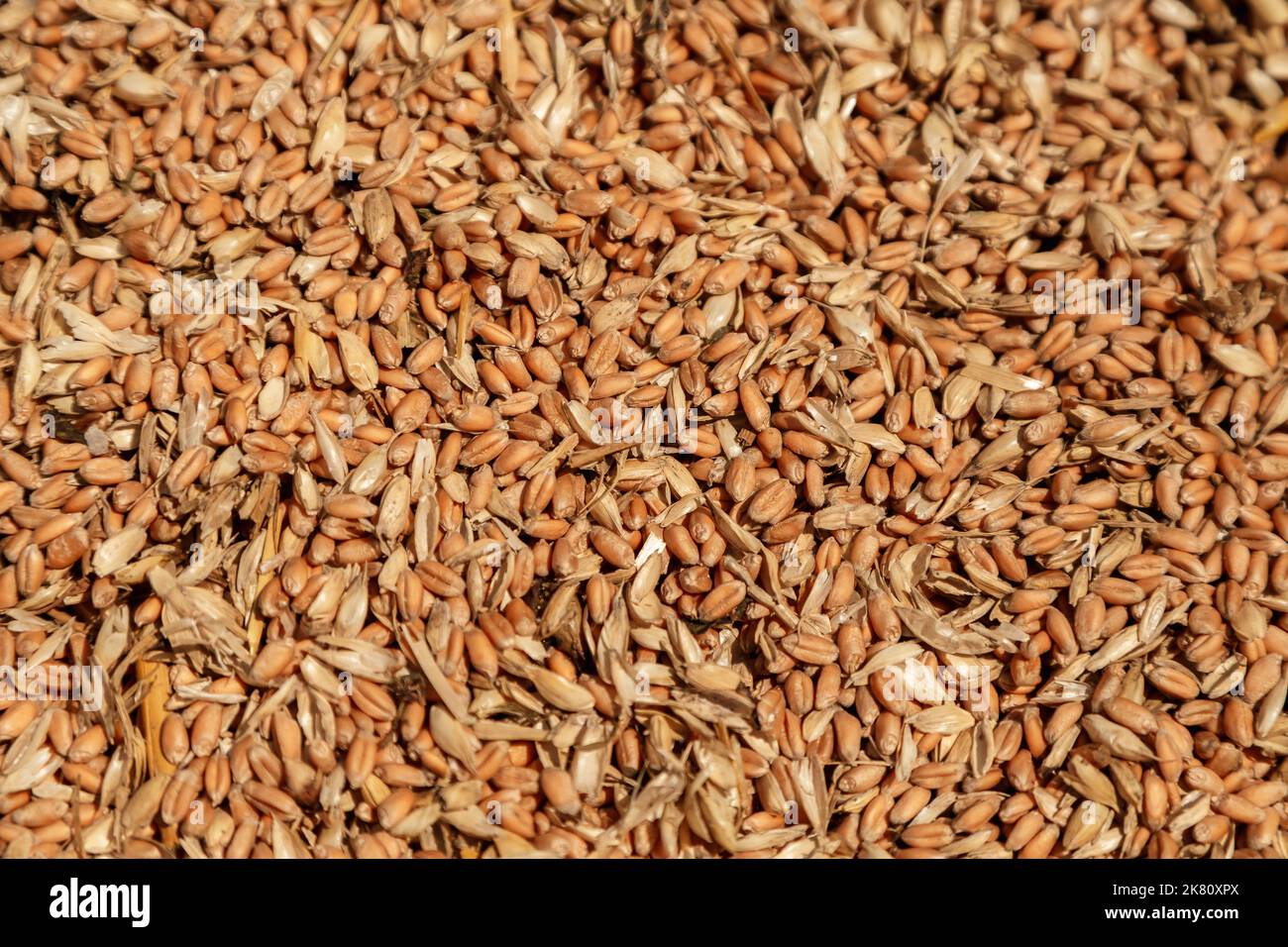 Uncleaned unsorted grain with debris after being harvested by a combine ...
